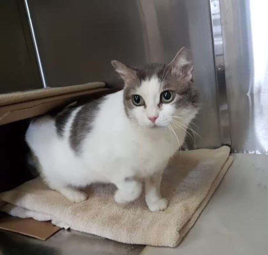 Pets up for adoption in Toronto