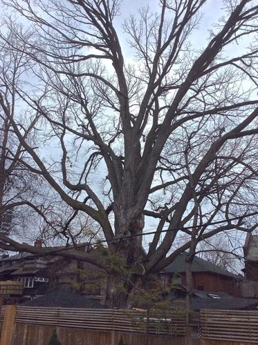 NATURAL ROOTS: Annex’s bur oak is more than 350 years old, the largest ...