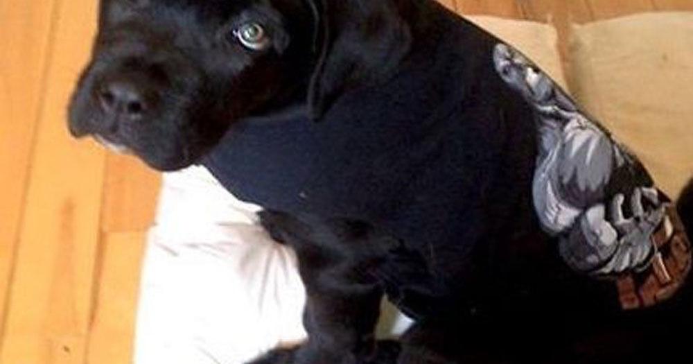 Dog-snatcher sought after puppy stolen at Sunnybrook Park
