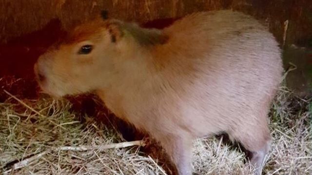 Behind the scenes of Toronto’s $15,000 capybara caper | News | toronto.com