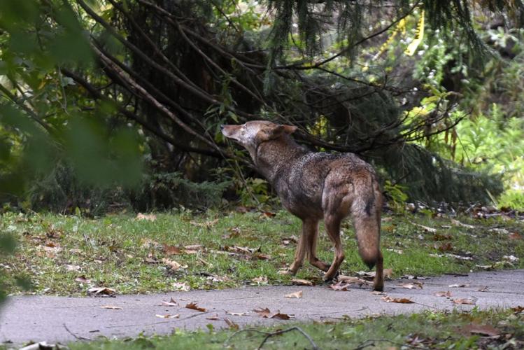 Justin Greaves’ Toronto: Animals of High Park