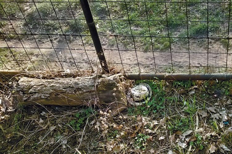 Toronto Zoo says identity of woman who jumped barrier by tiger pen is ...