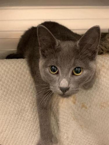 Adoptable Toronto animals looking for a forever home