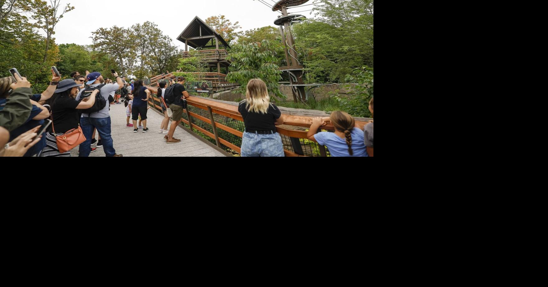 Q&A: a look at Toronto Zoo’s new outdoor orangutan enclosure