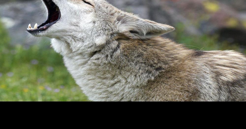 9 coyote safety tips | News | toronto.com