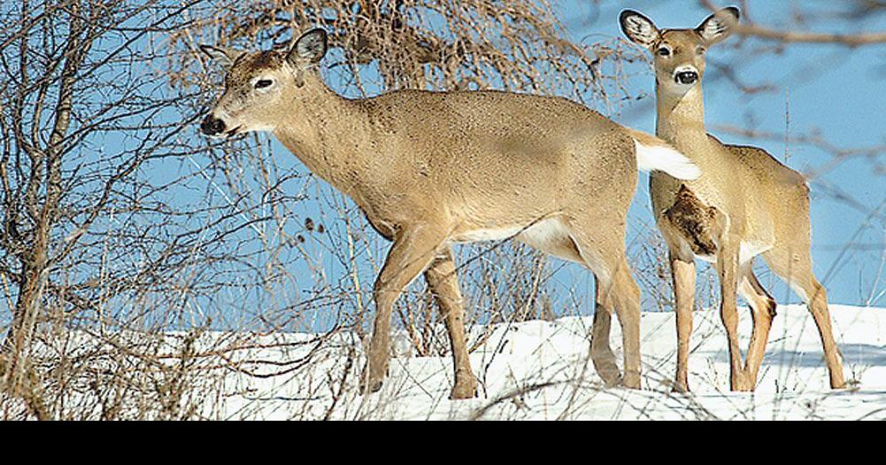 Foxes, beavers and muskrats call Humber Valley home | News | toronto.com