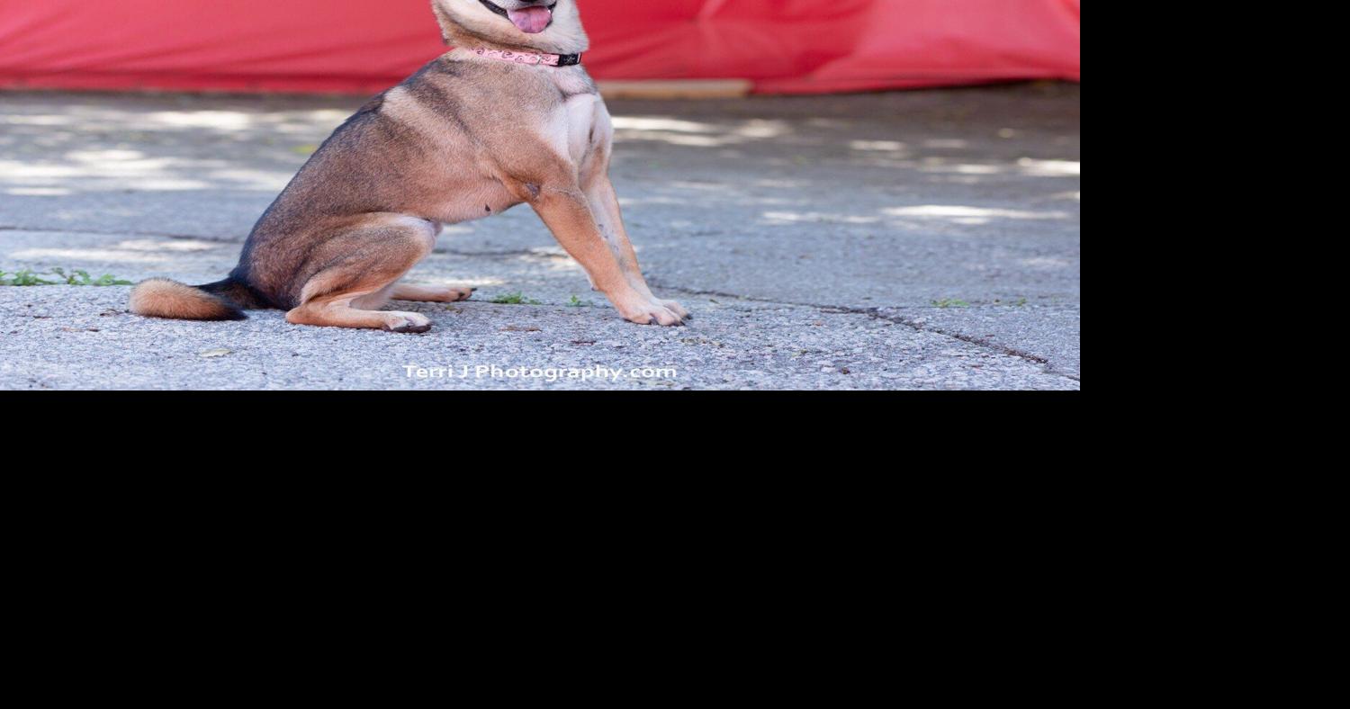 Pet of the Week: Pola from Thailand seeks her forever home