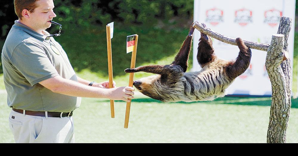 WORLD CUP: Bob the two-toed sloth picks Germany to win World Cup final ...
