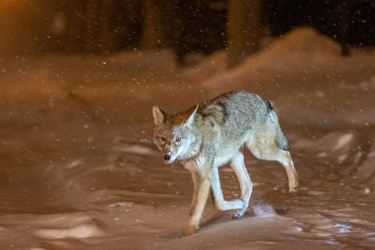 Everything you need to know about coyote sightings in Toronto