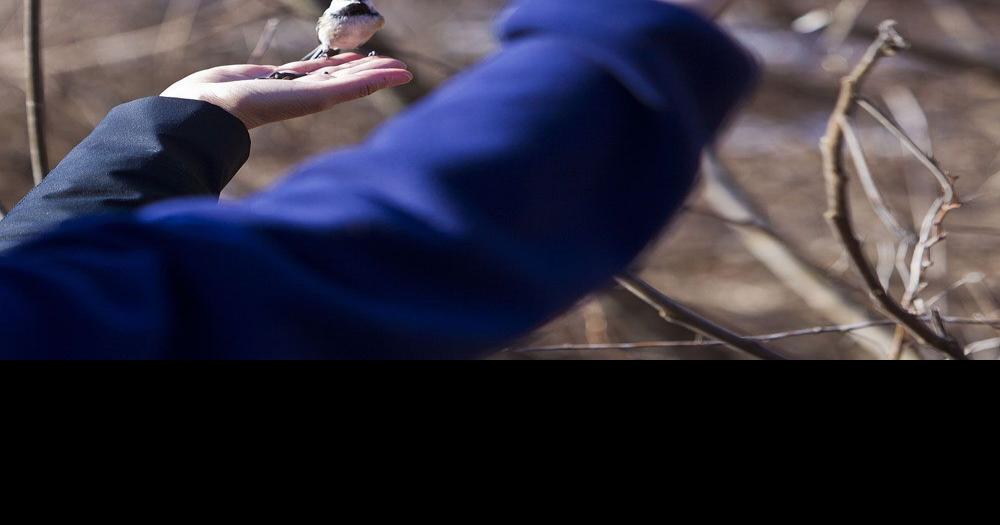 Tips for the animal watcher in Toronto’s downtown west end | News ...