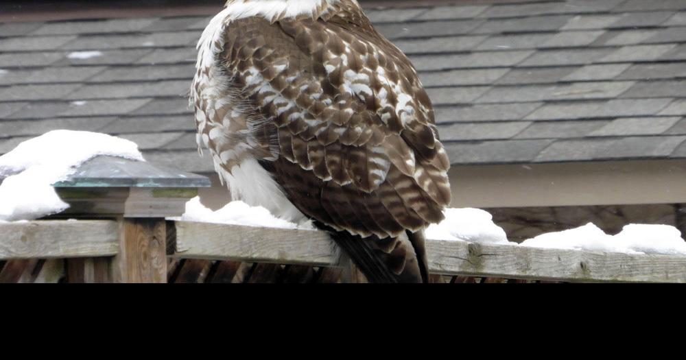 Birds of prey sightings swoop into the Beach area of Toronto | News ...