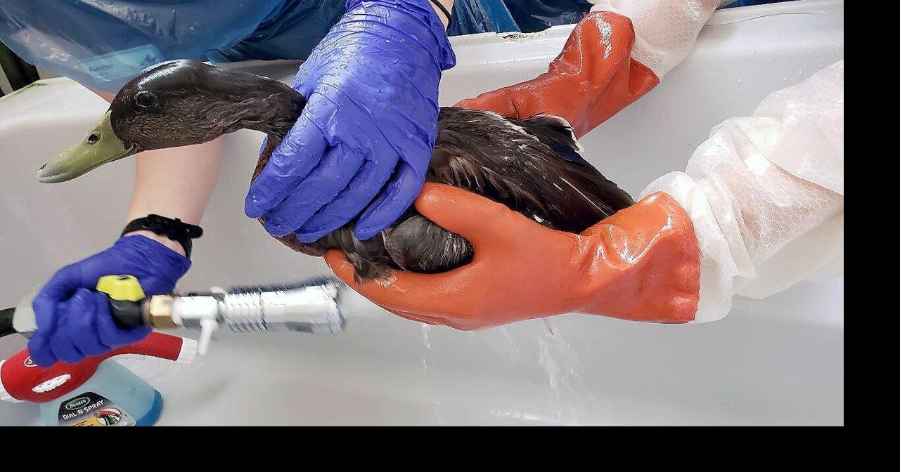 Oil-slicked ducks, geese rescued from Humber River following spill