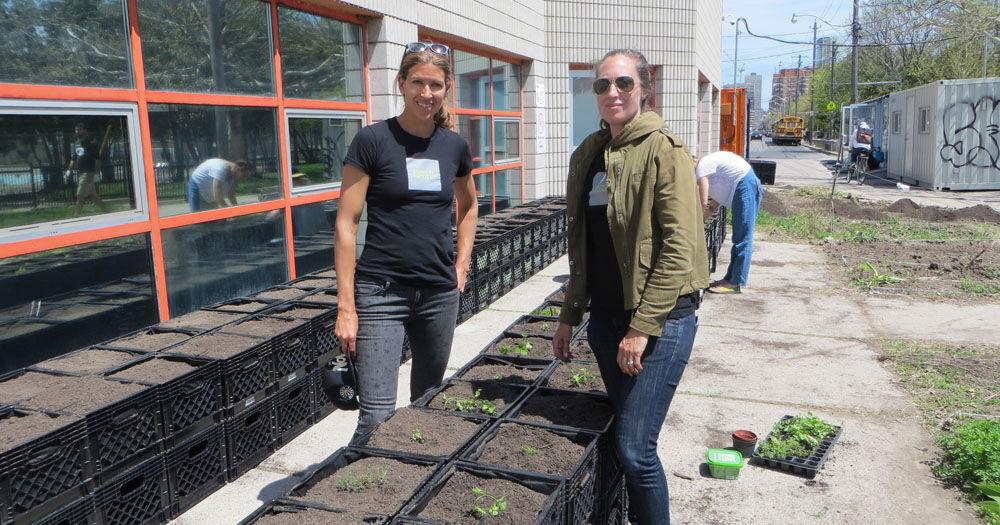 Urban farming a growing trend in Toronto