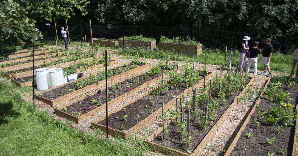 Community garden brings together residents of Rexdale apartment buildings