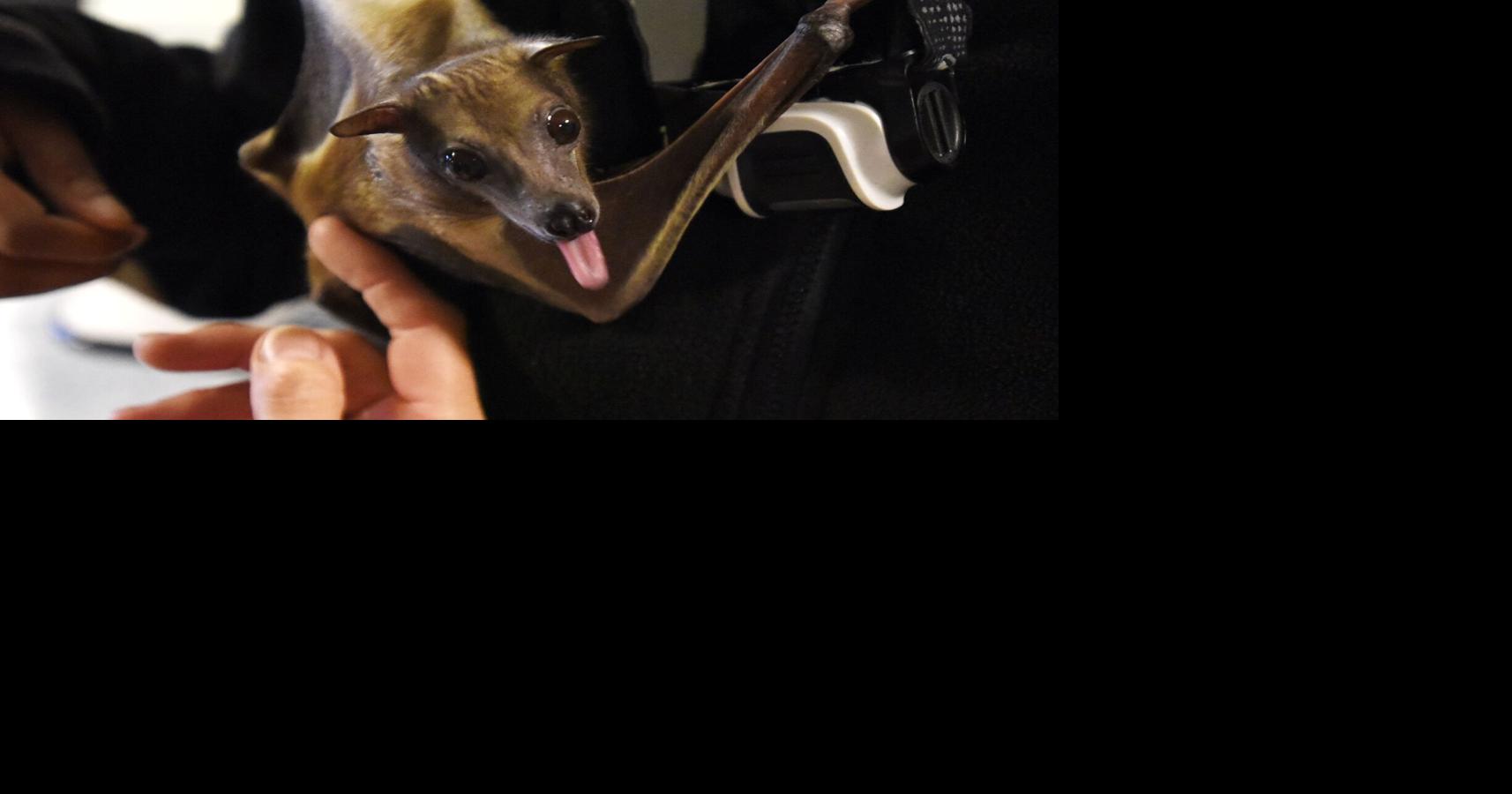 PHOTO SHOOTS: Toronto Zoo offers an evening Bat Walk