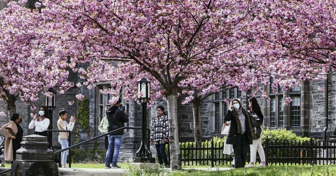 Where to see cherry blossoms in Toronto