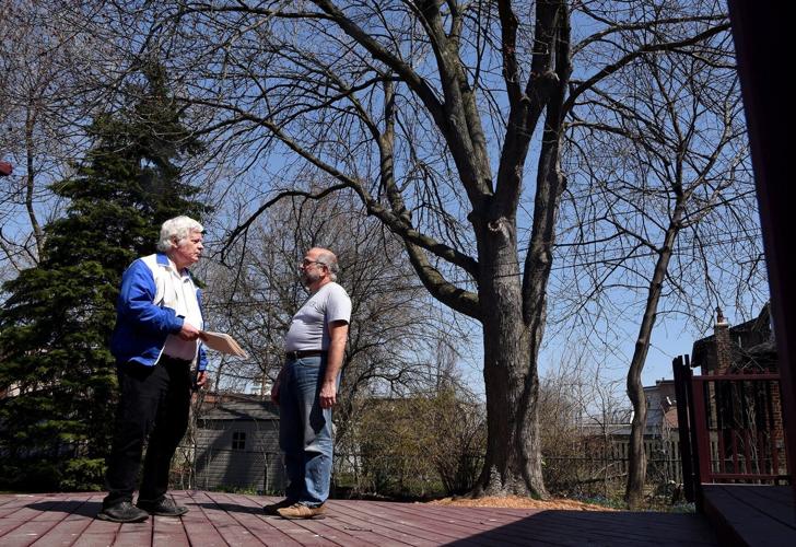 Long Branch lot severance plan will kill heritage tree