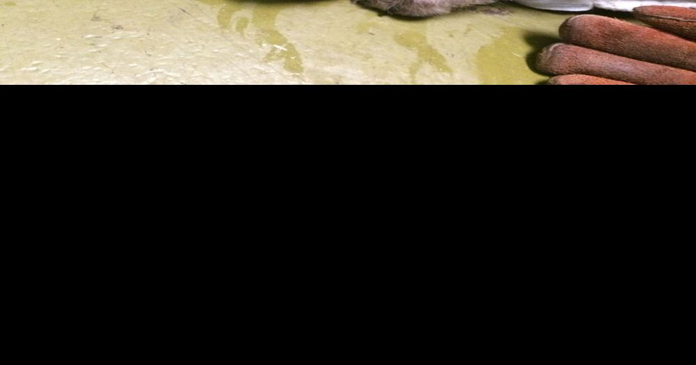 VIDEO: Toronto Wildlife Centre moves Scarborough coyote pups to forest ...