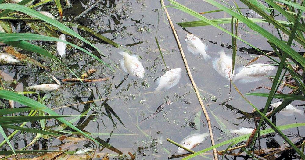 Dead fish in Grenadier Pond being investigated