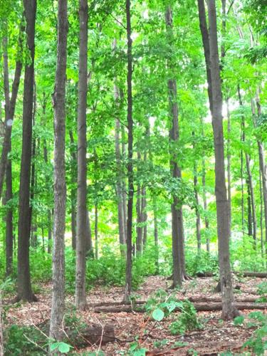 NATURAL ROOTS: Scarborough’s Frank Faubert Wood Lot at Ellesmere and ...