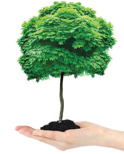 City of Toronto asking residents for ideas on how to improve tree ...