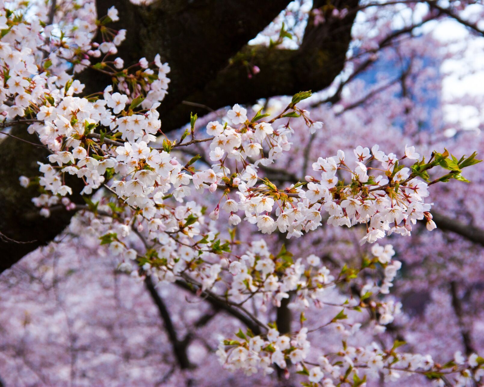 Places to see cherry blossoms in Toronto outside High Park