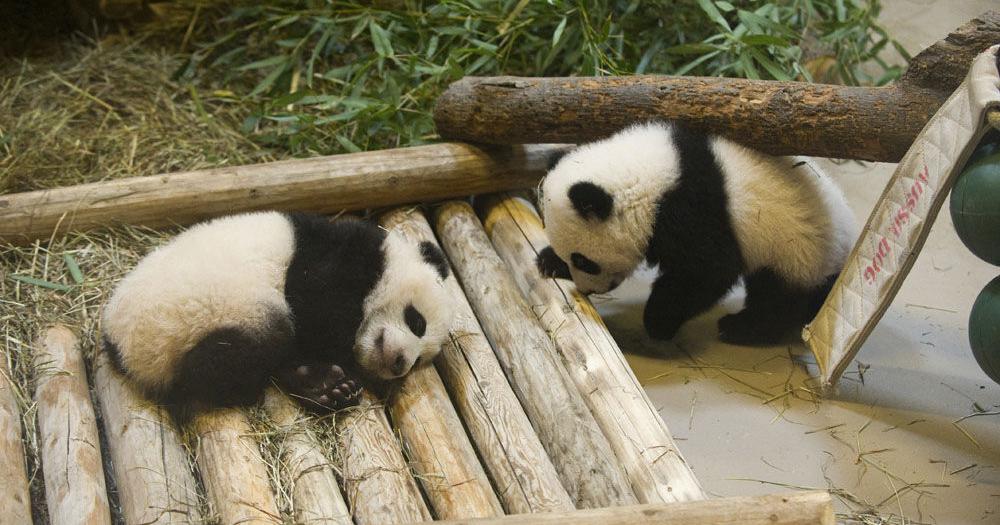 VIDEO: Toronto Zoo debuts Giant Panda Cam