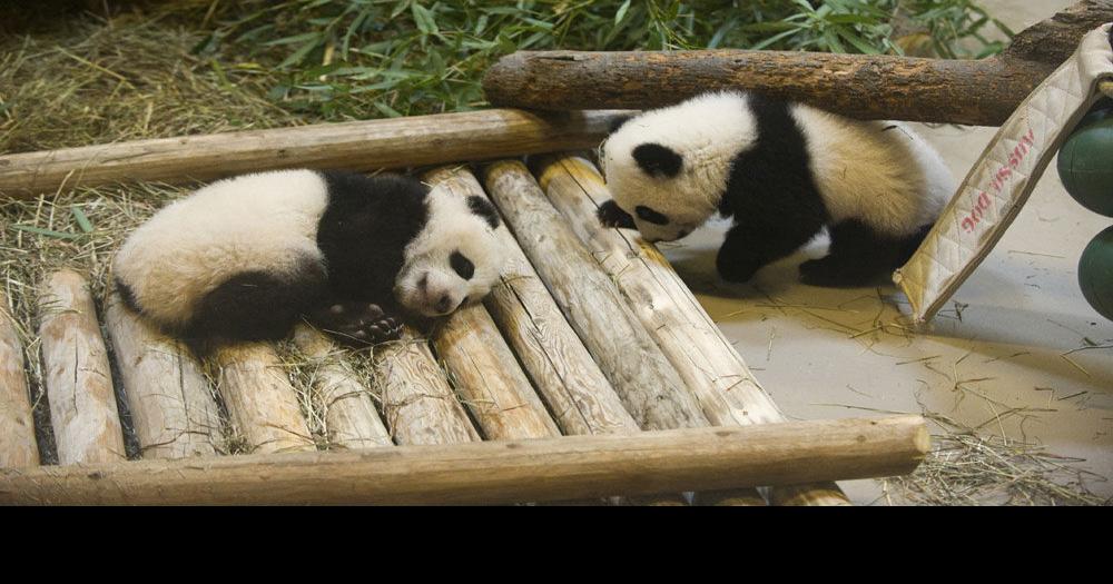 Toronto Zoo celebrates giant panda cubs' first birthday | News ...