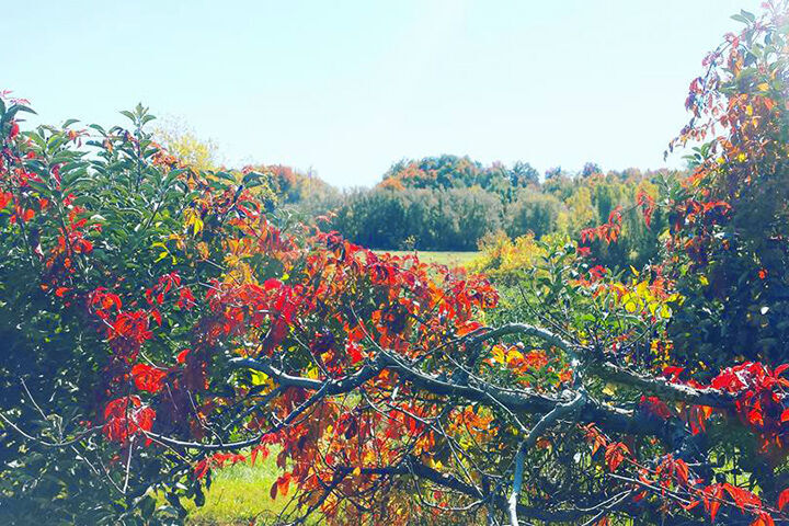 10 things to do during fall in Toronto | Things To Do | toronto.com