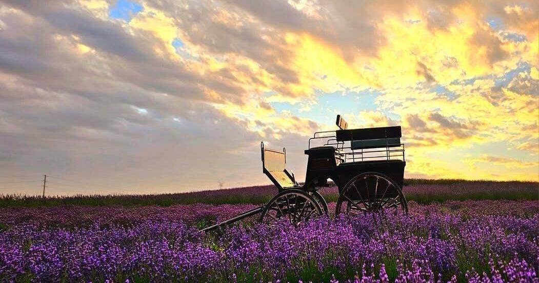 This picturesque lavender farm near Toronto opens soon