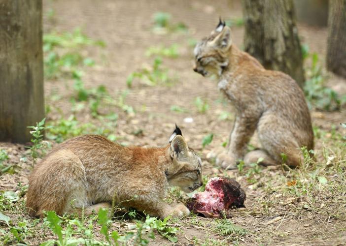 Toronto Zoo: Canada Lynx kittens claw in quite the crowd