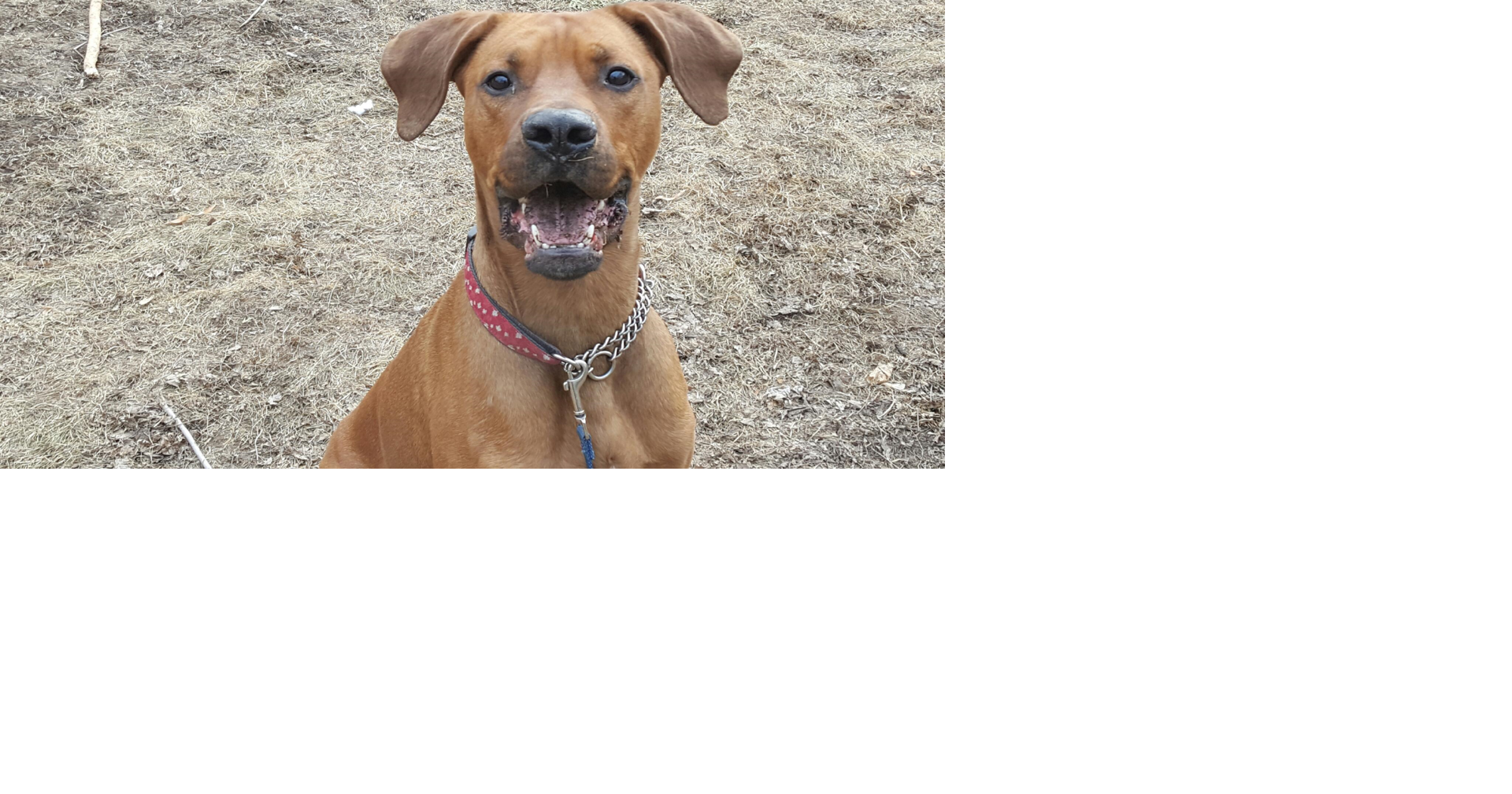 ADOPT-A-PET TORONTO: Goliath the Rhodesian Ridgeback mix and Fern the ...