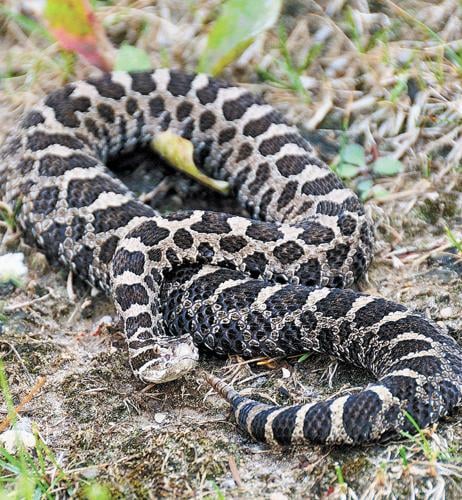 Massasauga Rattlesnake Workshop set for the Toronto Zoo