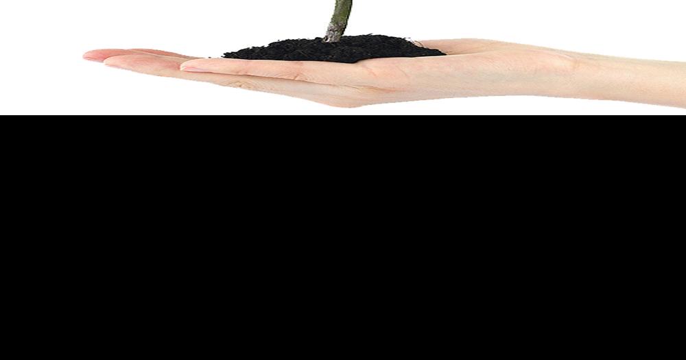 Toronto Parks, Forestry and Recreation seeks input to increase tree ...