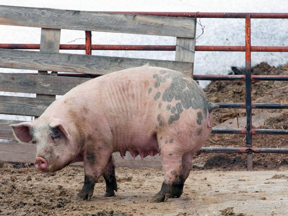 Top 8 nicknames for the City of Toronto