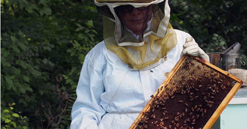 Leslieville ‘Bee Lady’ Karen McKenna organizing Requiem for Bees at ...