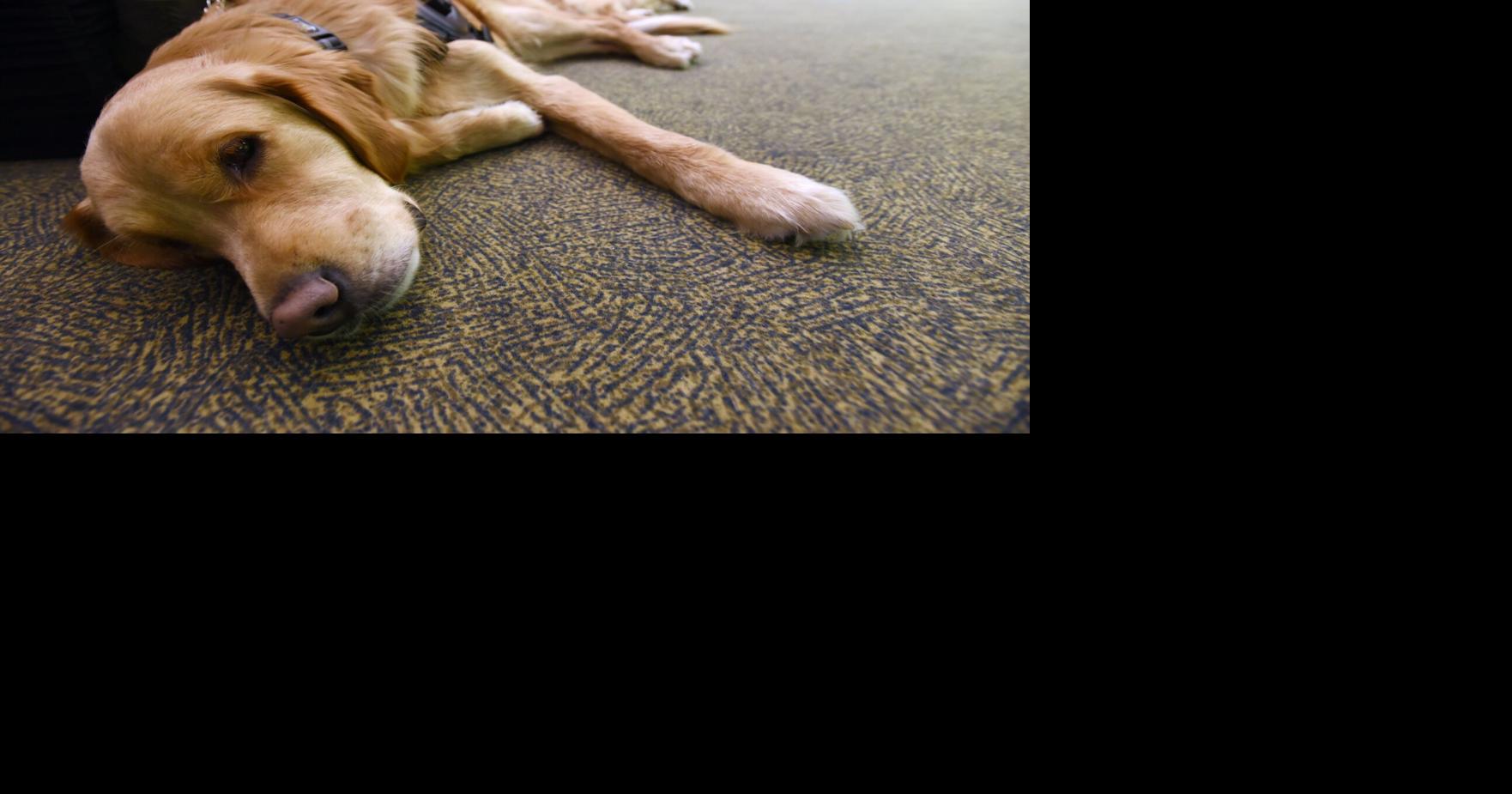 PHOTO SHOOTS: CNIB Guide Dogs announce the class of 2019