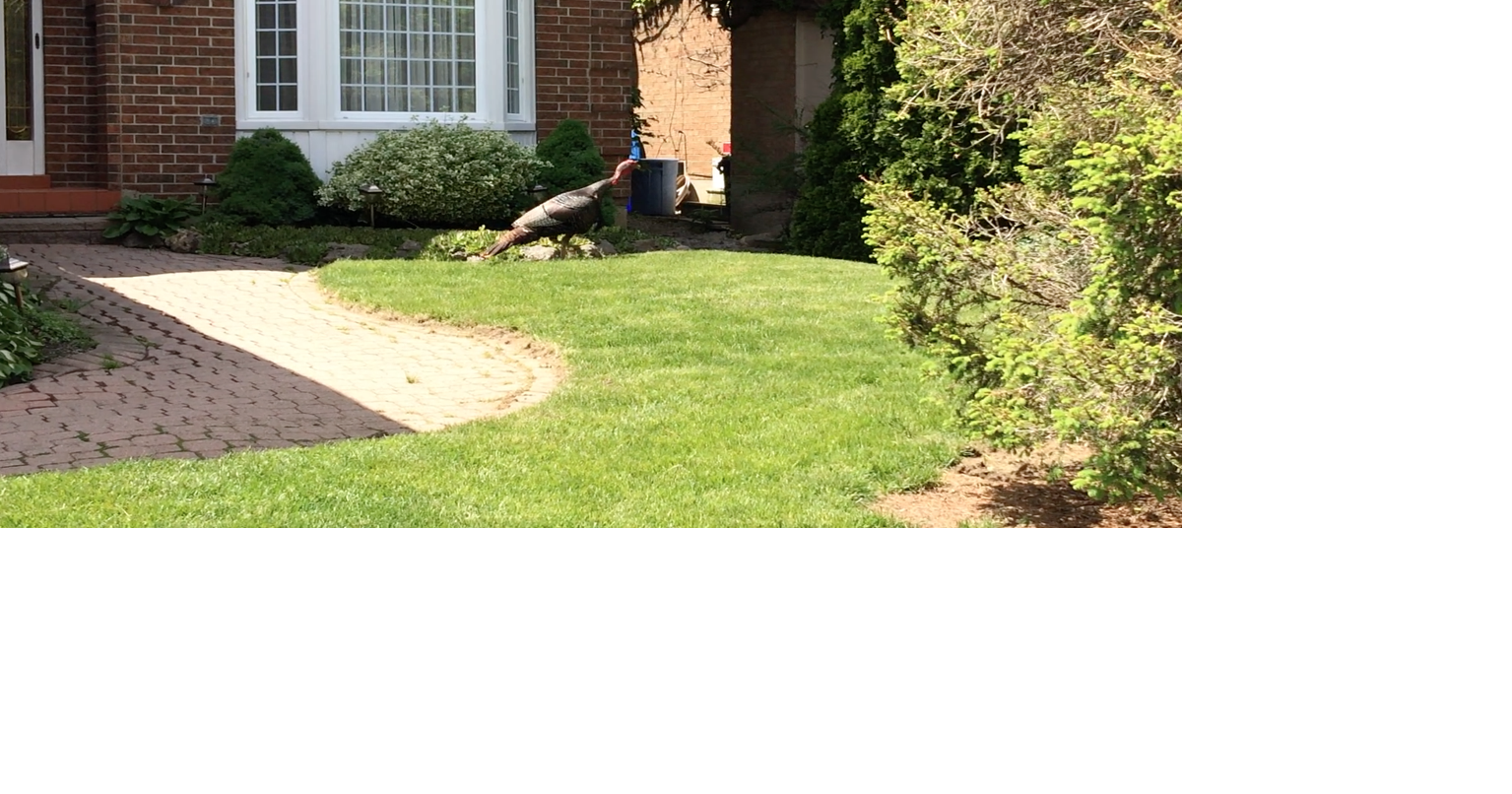 VIDEO: Wild turkey wanders into Etobicoke backyard