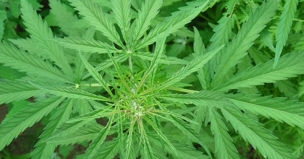 Toronto 420 hosts marijuana rally at Yonge-Dundas Square