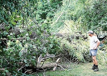 Woman, 70, killed by falling tree | News | toronto.com