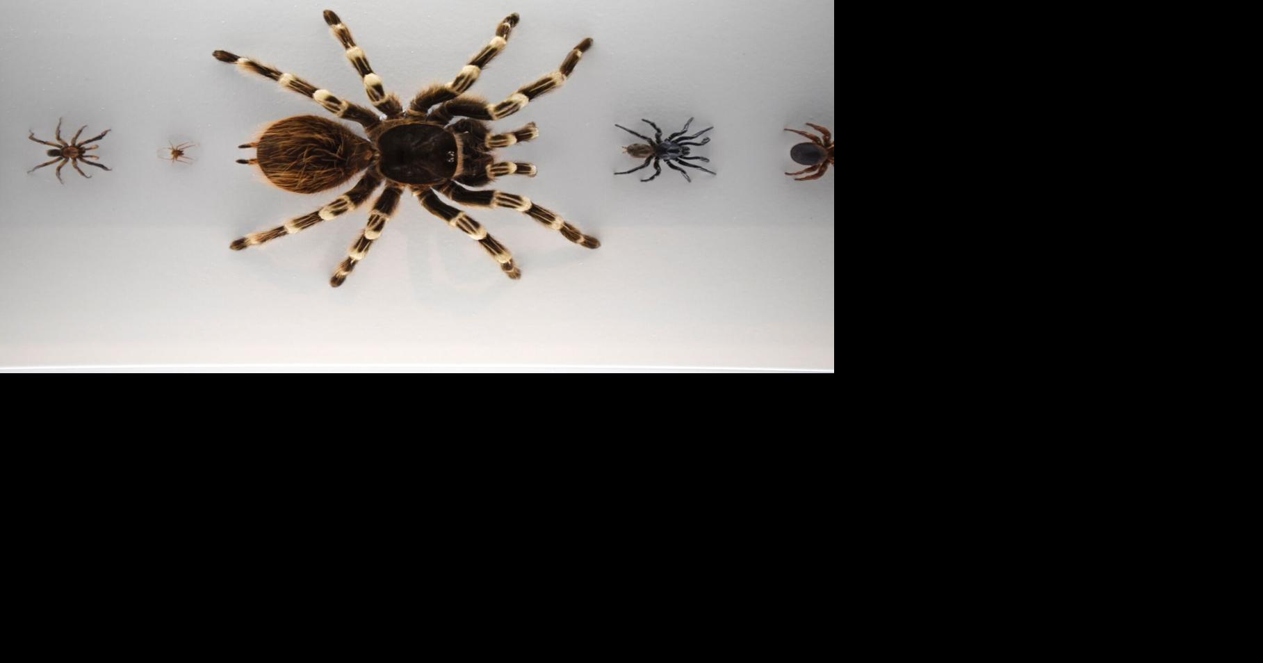 5 must-see elements of ROM exhibit Spiders: Fear and Fascination