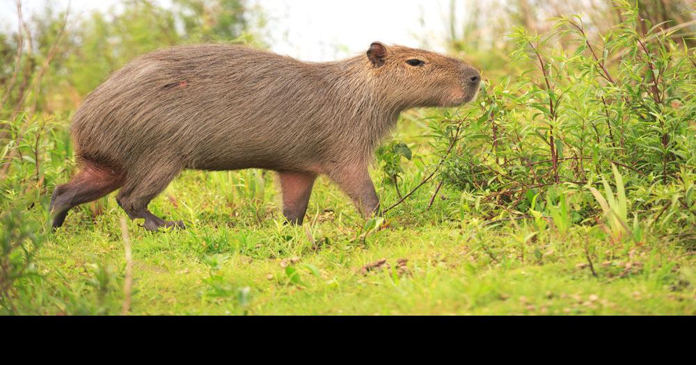 Two capybaras escape High Park Zoo, Guinea pig relative presumed to be ...