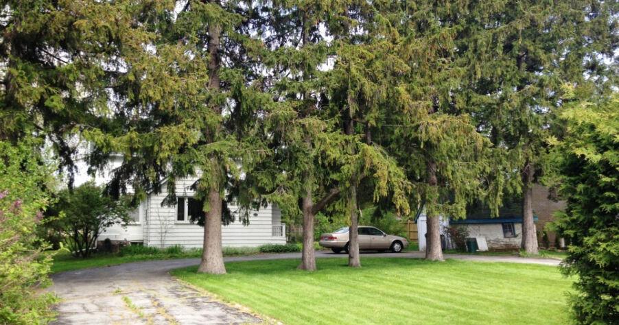 NATURAL ROOTS: The Eight Norway Spruces at 33 Murray Avenue