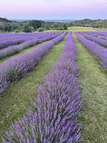 The Ontario sisters behind the Purple Hill Lavender Farm