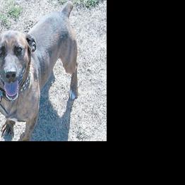 September Pets of the Month | News | toronto.com