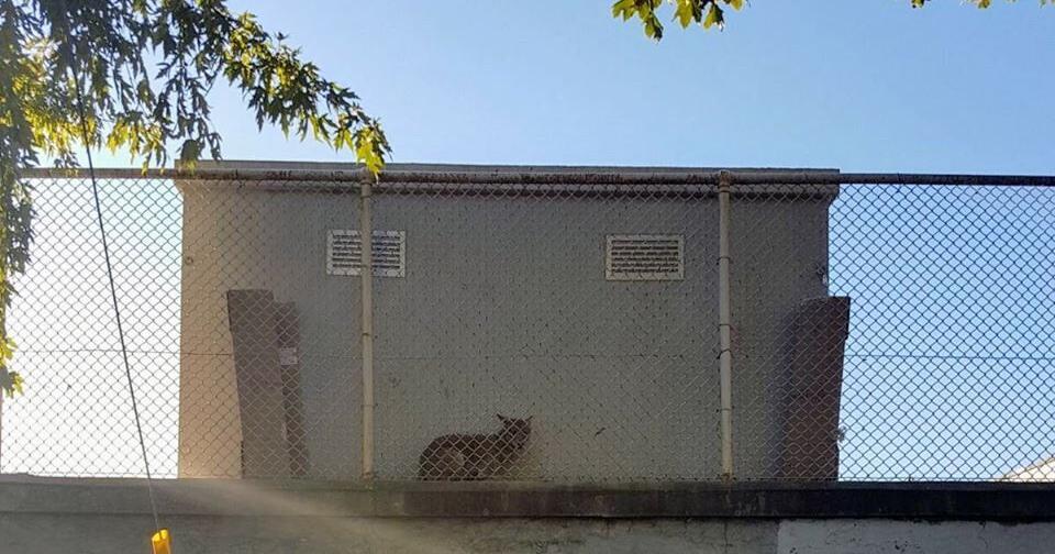 Coyote captured after showing up for school in Toronto