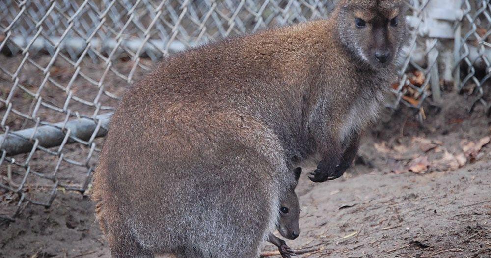 High Park Zoo welcomes baby kangaroo