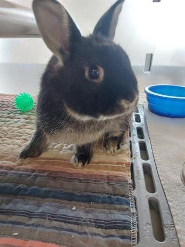 Adoptable Toronto animals looking for a forever home