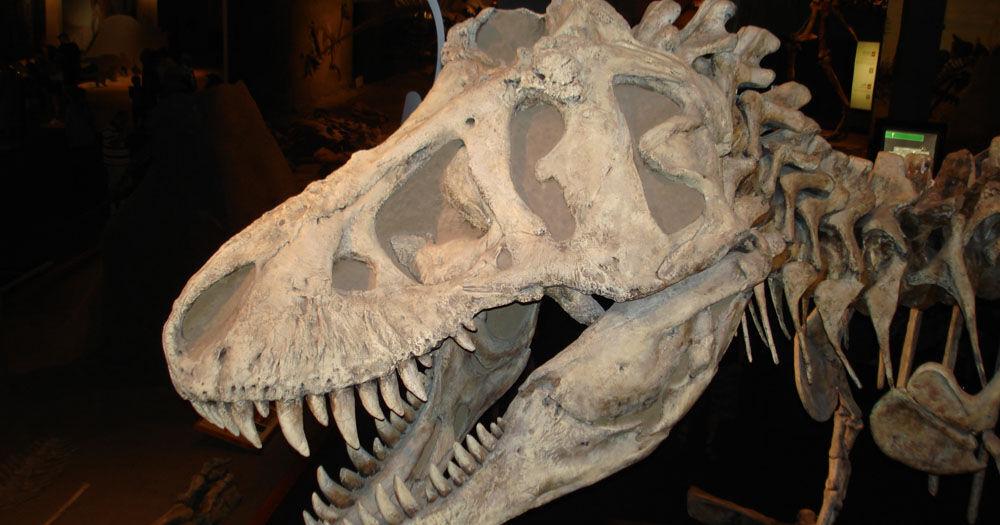 STORIES FROM ROUGE PARK: After discovering dinosaurs and striking it ...