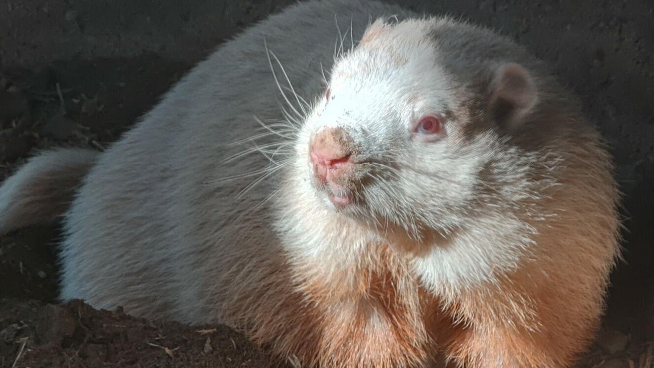 Ontario’s famed groundhog to make his 70th prediction
